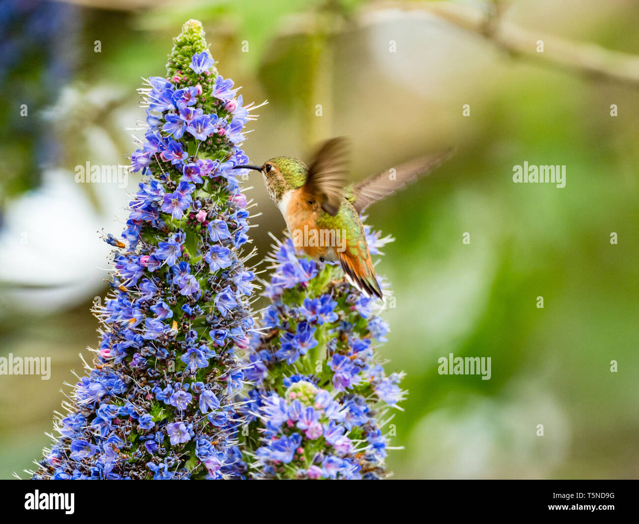 A Allen's Hummingbird, Selasphorus sasin, feeds on the flowers of Pride ...