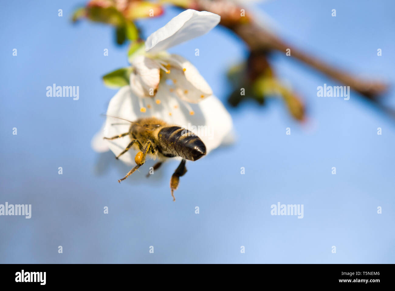 A Bee hovering while collecting pollen. Hairs on Bee are covered in ...