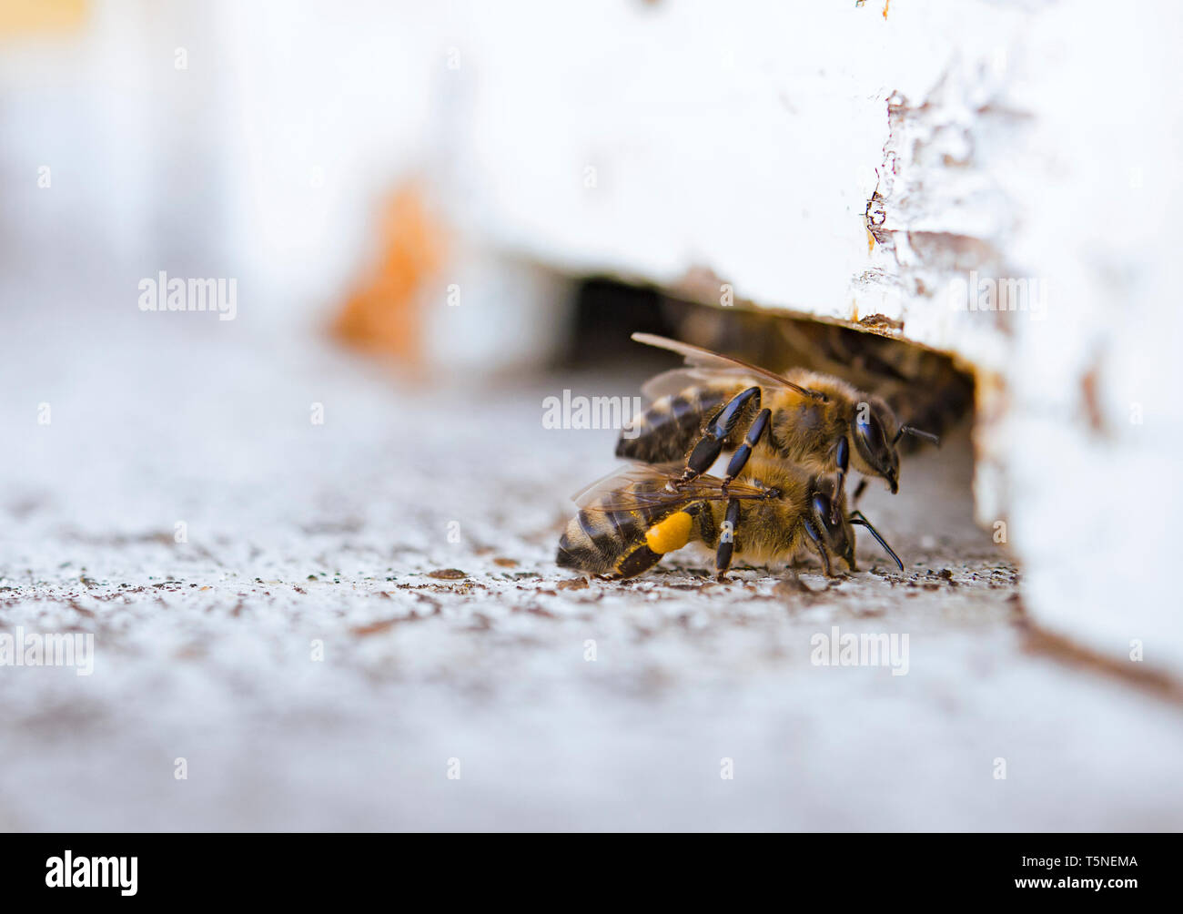 Golden beehive house hi-res stock photography and images - Alamy