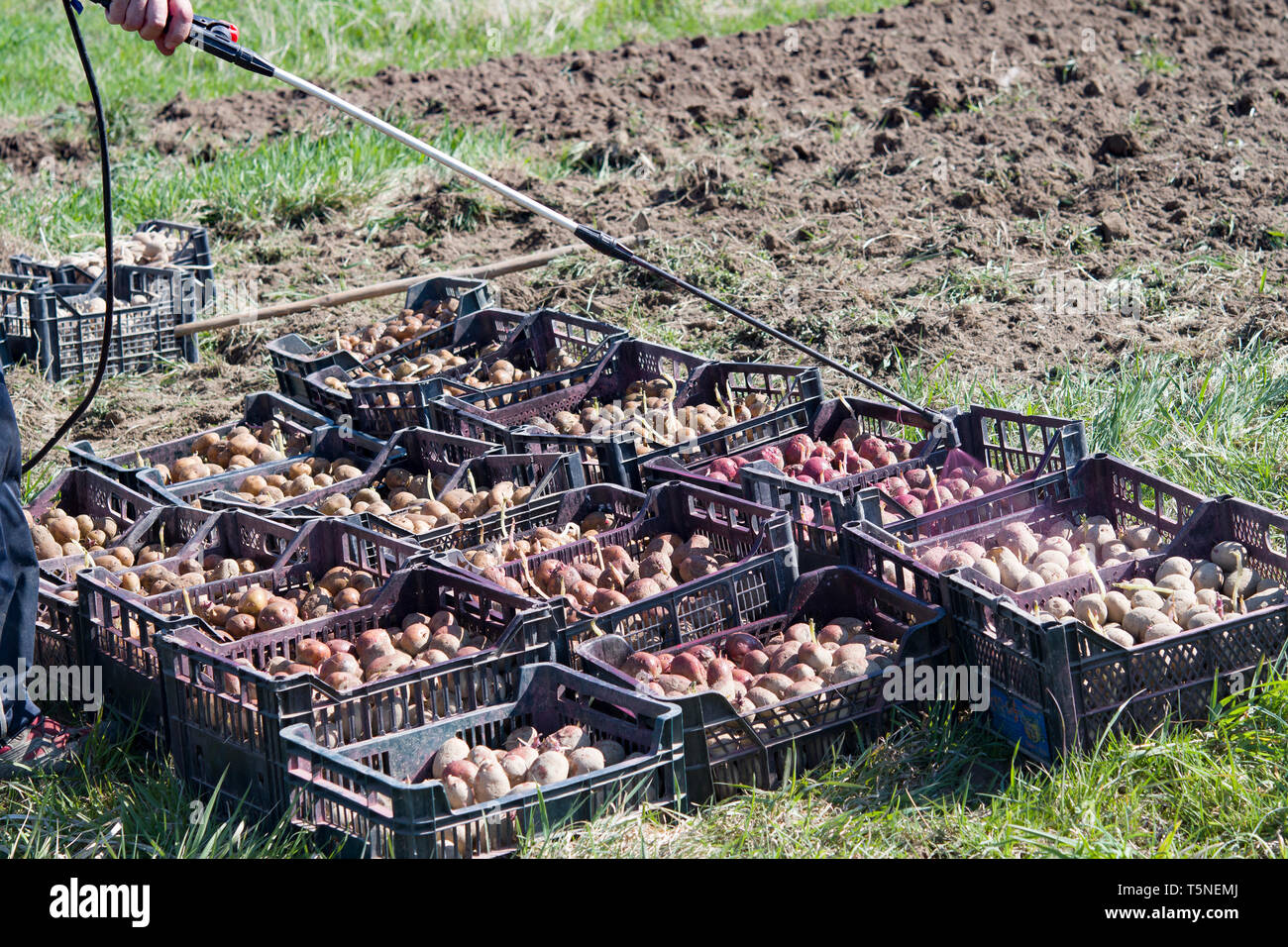Boxes with potatoes. Preparation for planting potatoes Stock Photo - Alamy