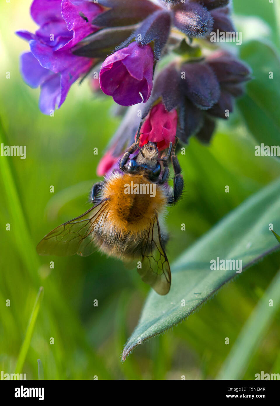 Finding insects hi-res stock photography and images - Alamy