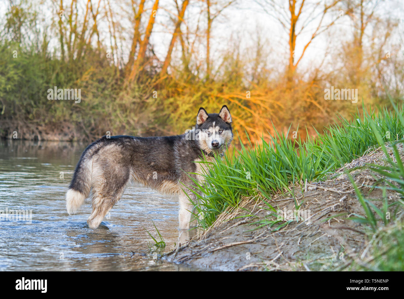 Husky dog on river hi-res stock photography and images - Alamy