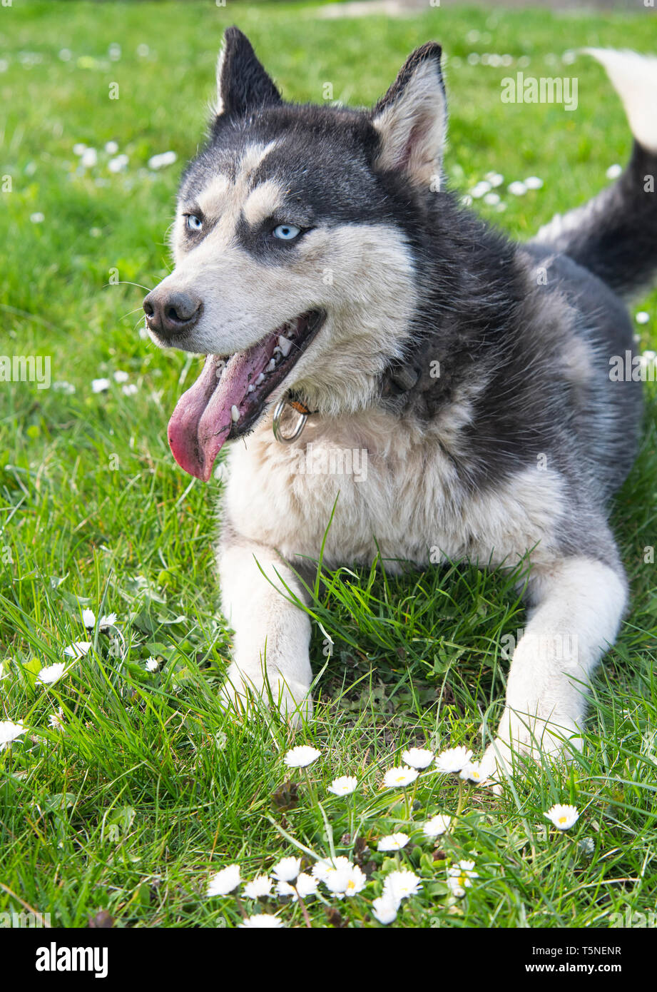 Siberian Husky is in the green grass sits Stock Photo - Alamy