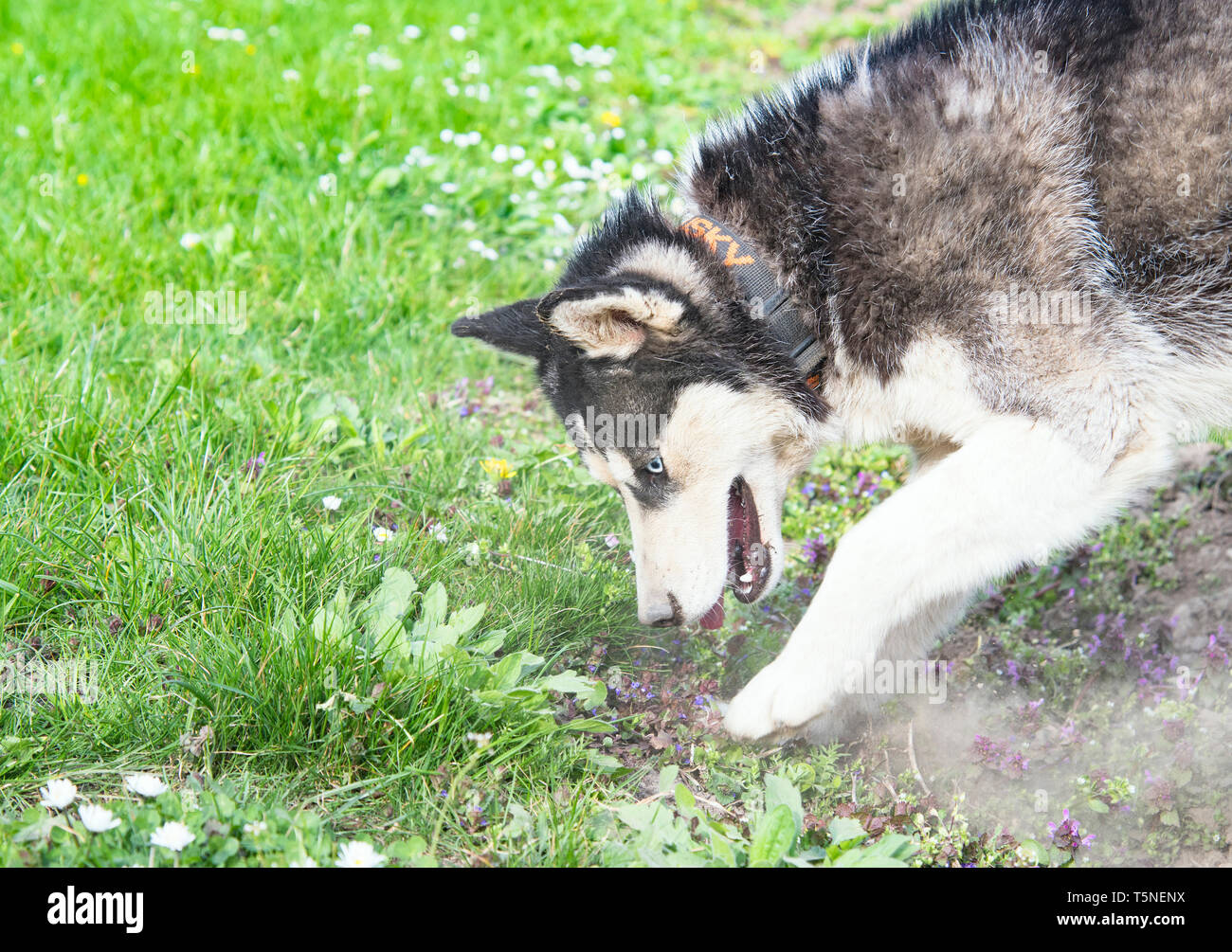 Siberian nature hi-res stock photography and images - Alamy