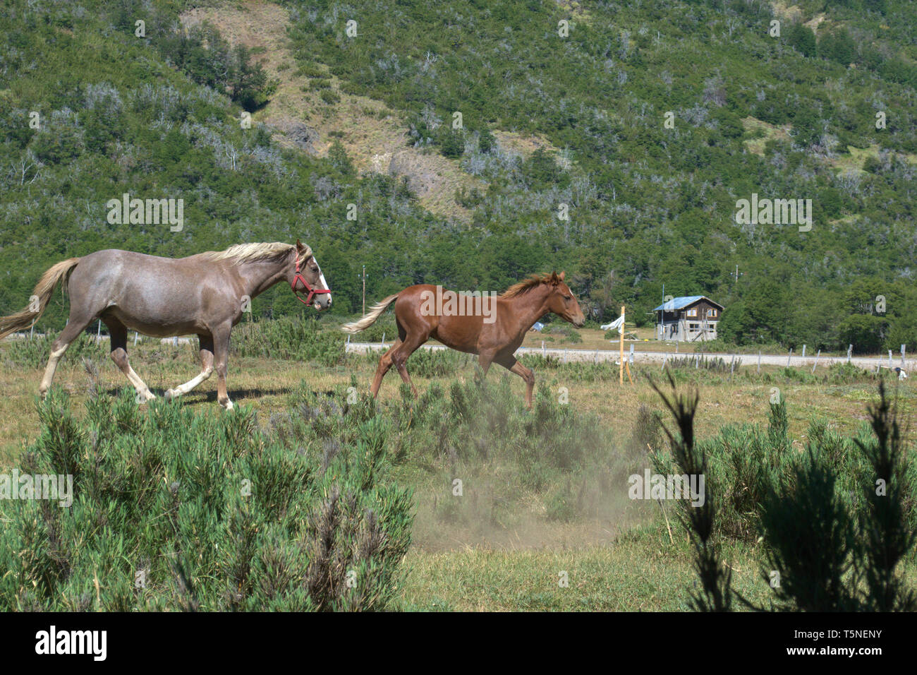 Two horses galloping hi-res stock photography and images - Alamy