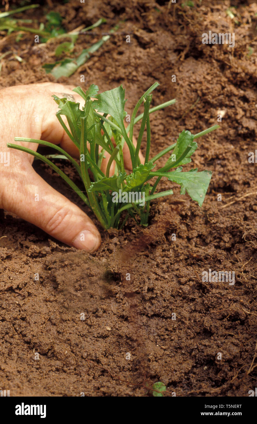 Planting the soil hi-res stock photography and images - Alamy