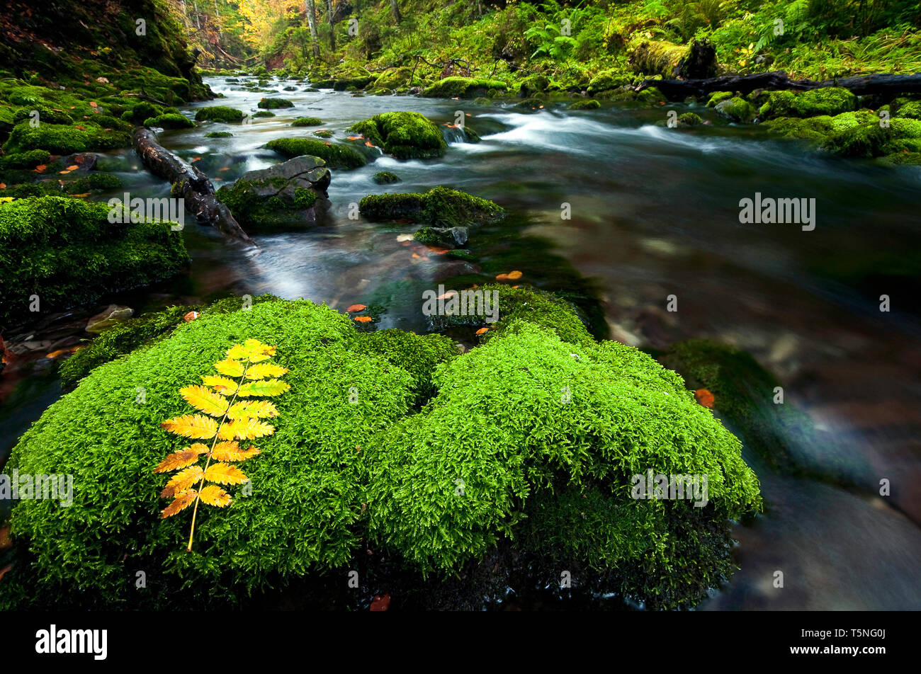 Schwarzwasserbacht hi-res stock photography and images - Alamy