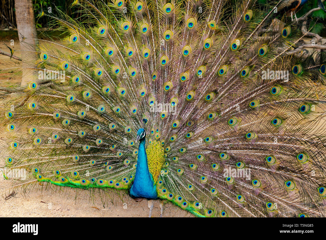 Peacock shows its train Stock Photo - Alamy