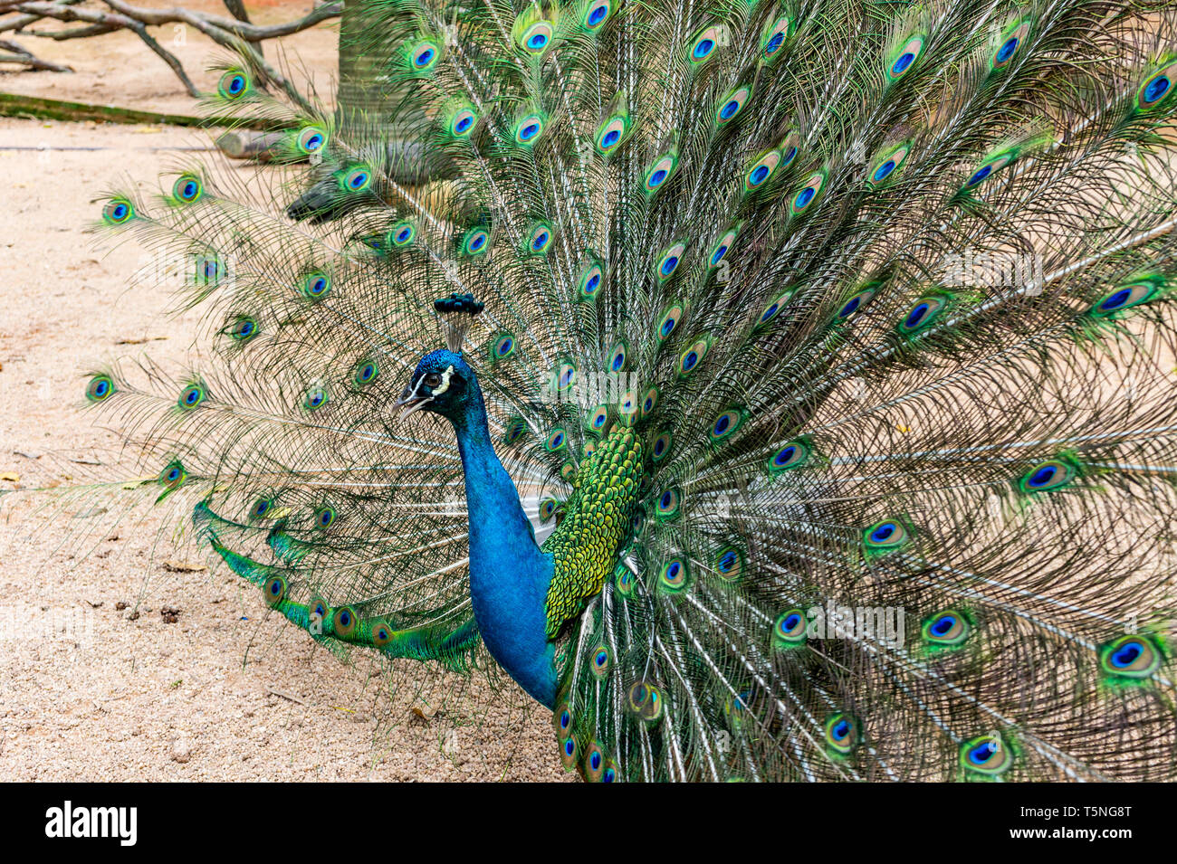 Peacock shows its train Stock Photo - Alamy