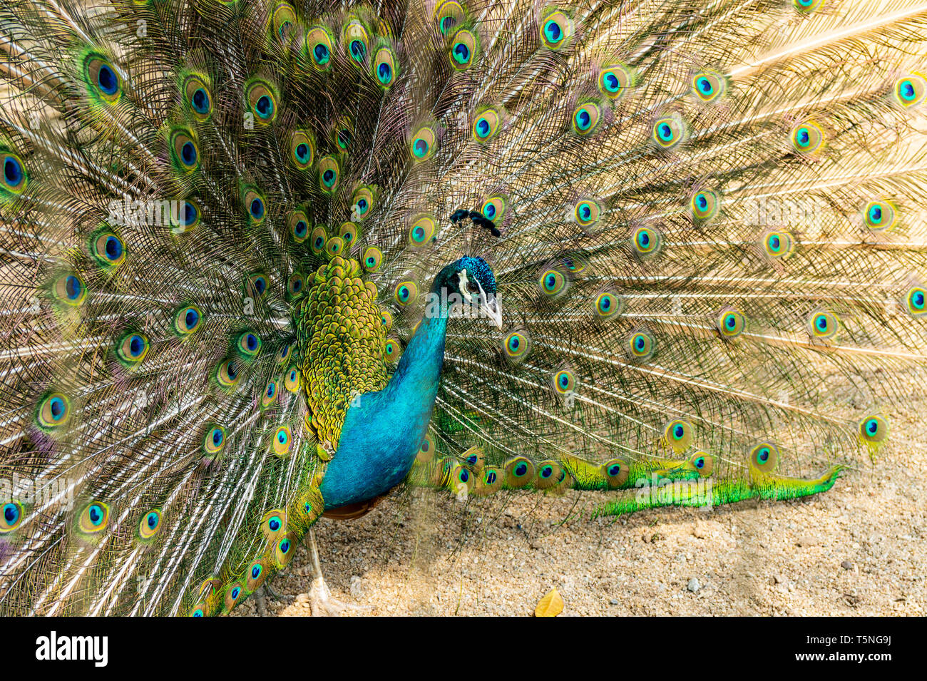 Peacock shows its train Stock Photo - Alamy