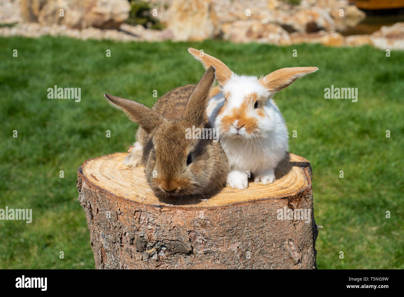 Fancy rabbits hi-res stock photography and images - Alamy