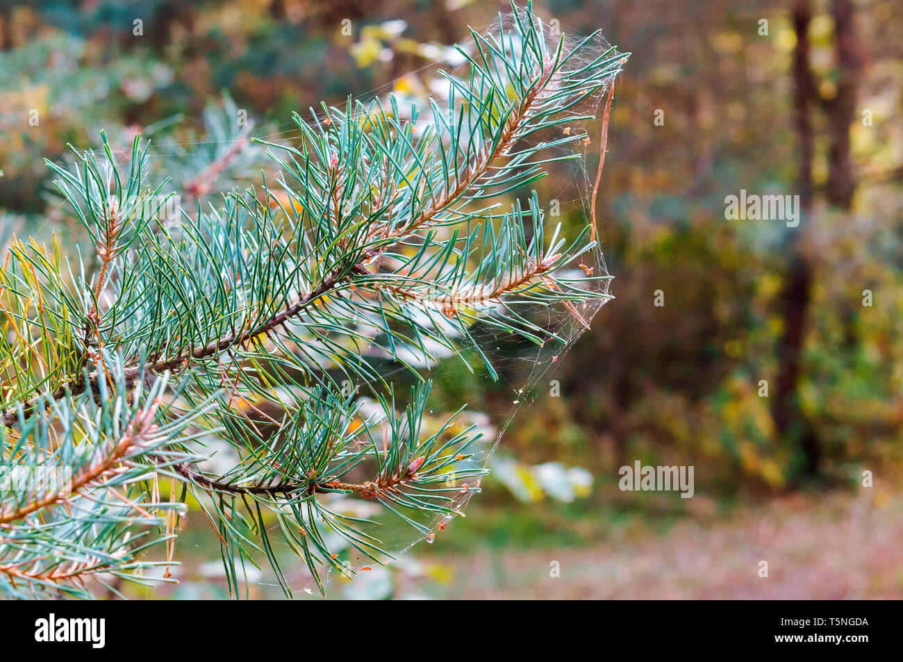 Branch and web spider hi-res stock photography and images - Alamy