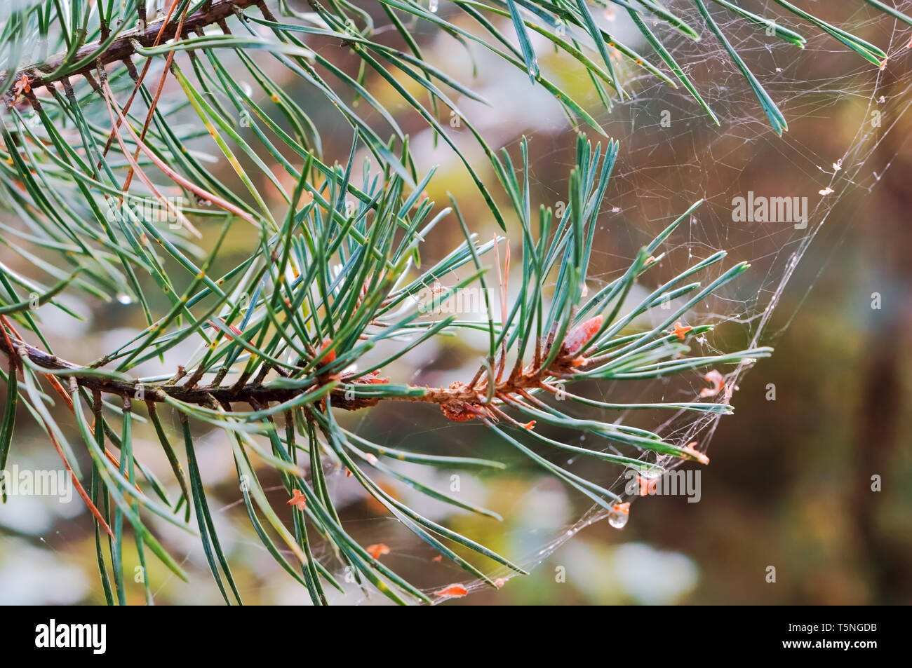 Cobweb on branch in hi-res stock photography and images - Alamy