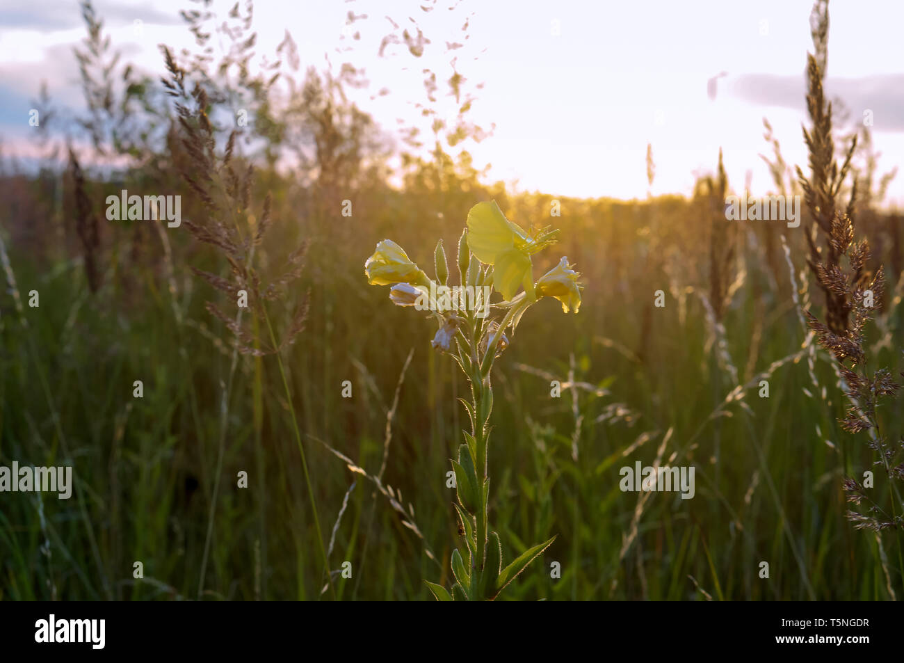 Field and flower hi-res stock photography and images - Alamy