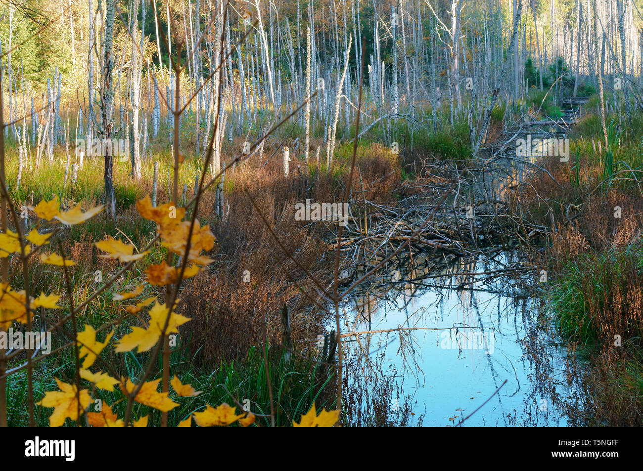 pond in the forest, autumn landscape and swamp Stock Photo - Alamy