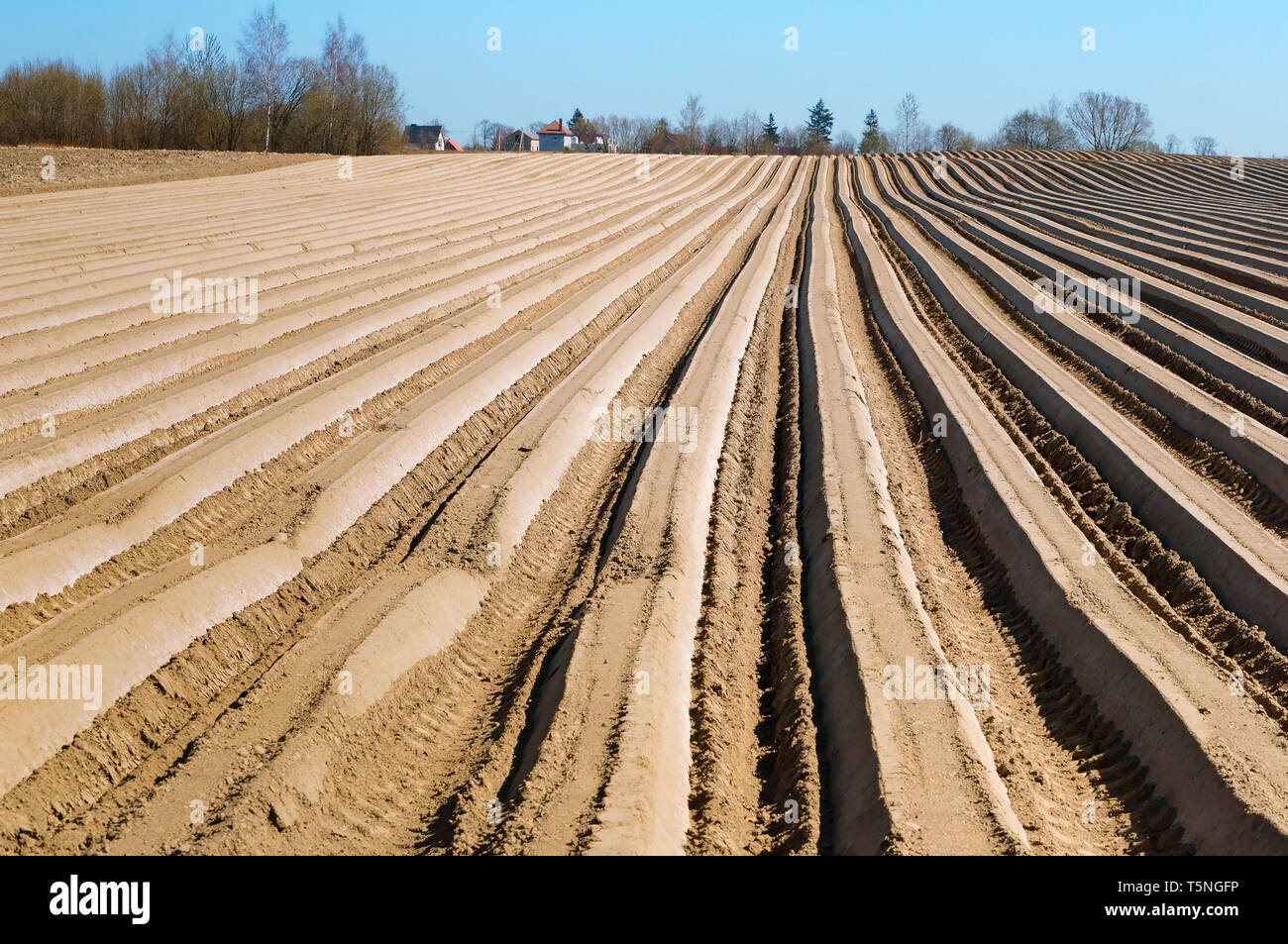 plowed field in spring, smooth furrows of agricultural land Stock Photo ...