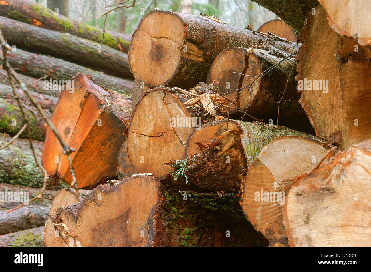 Deforestation forest edge hi-res stock photography and images - Alamy
