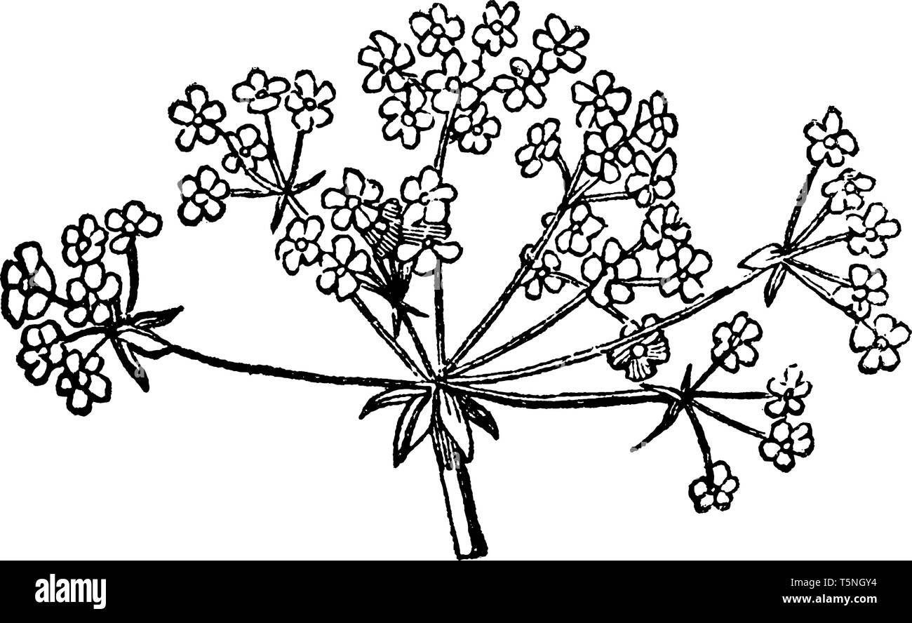 White umbel flower Stock Vector Images - Alamy