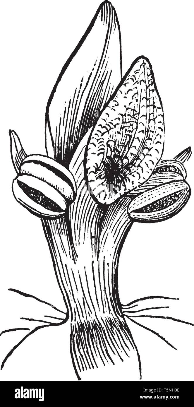 Good parts Stock Vector Images - Alamy