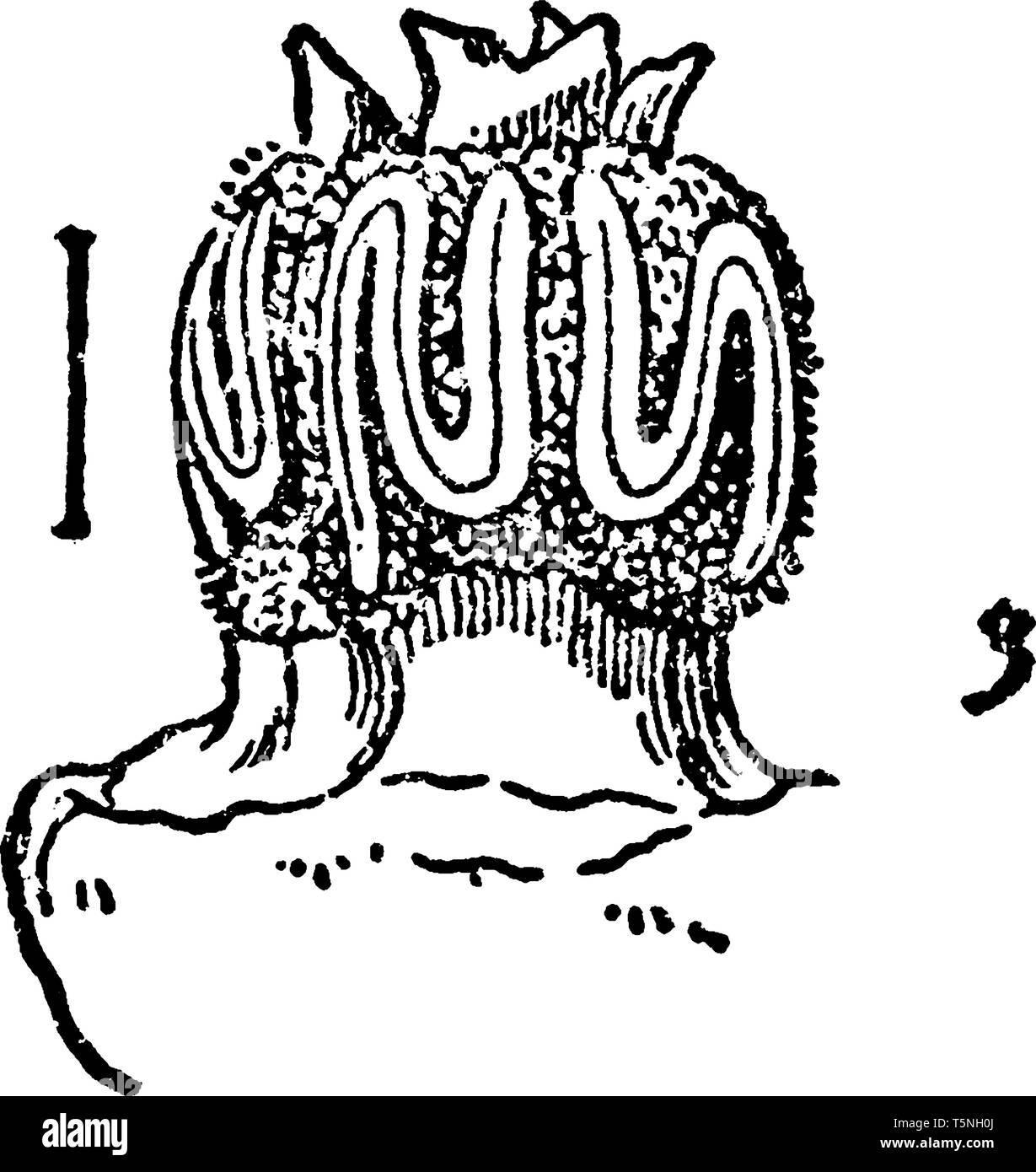 A picture showing Cucumber Flower Anatomy, vintage line drawing or ...