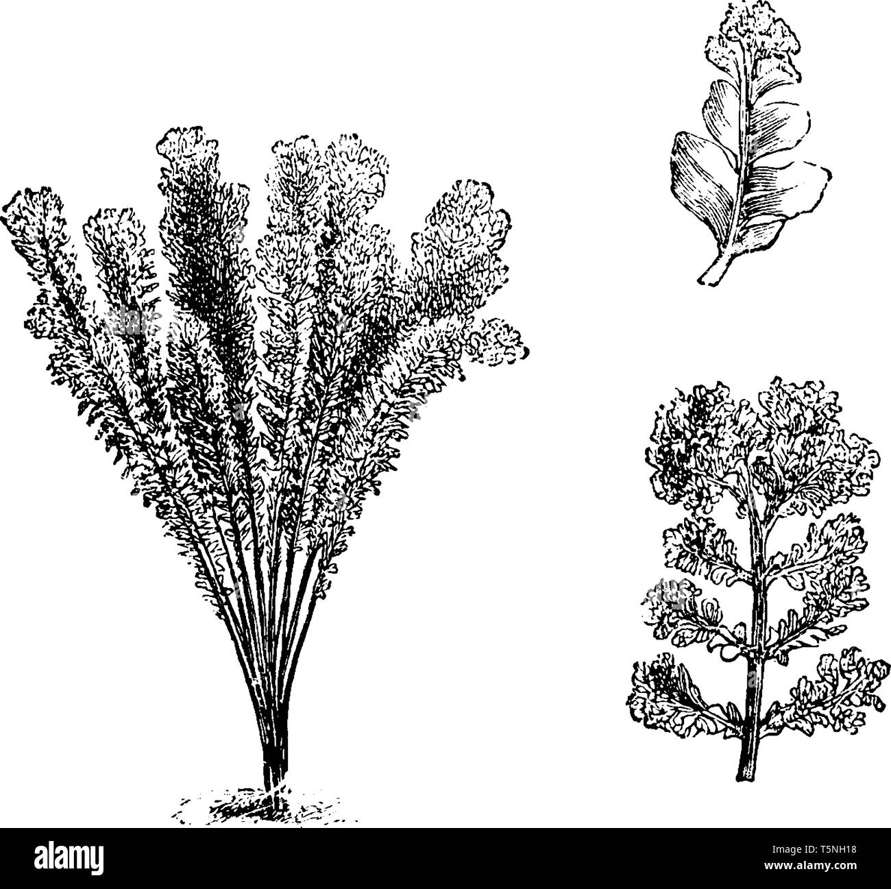 Broom plants Black and White Stock Photos & Images - Alamy