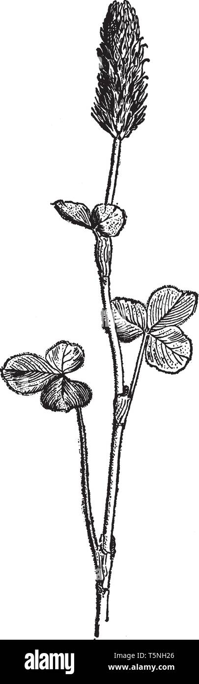 Clover is a flowering legume in the pea family. This upright annual ...