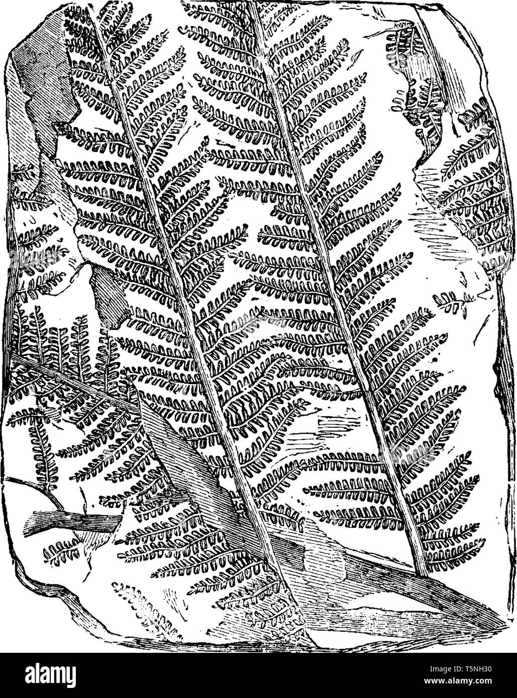 Plant Fossil Drawing