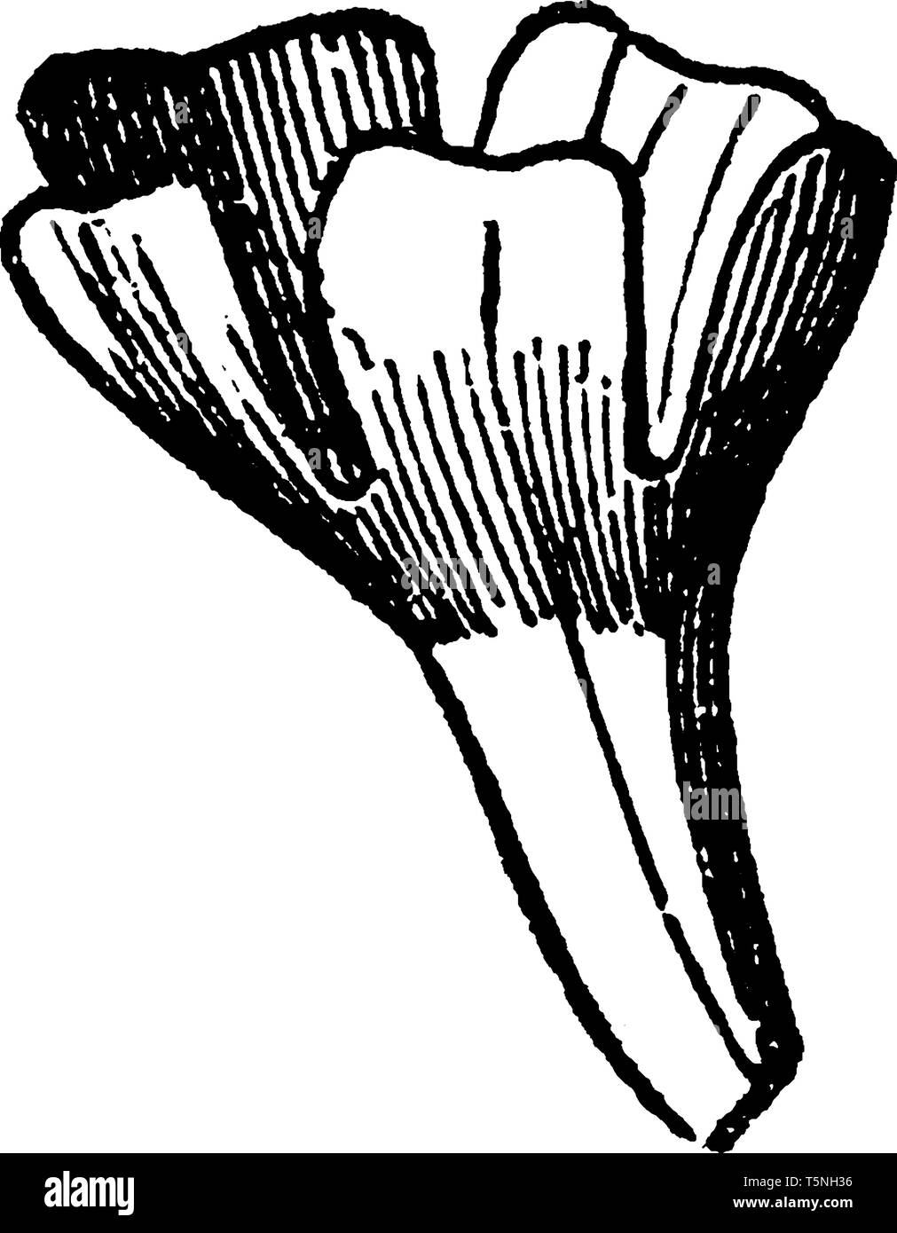 5 sided Stock Vector Images - Alamy