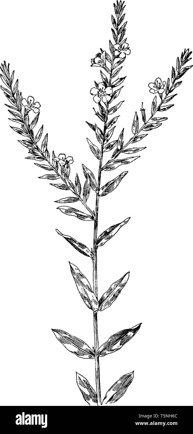 Purple flowering plants Black and White Stock Photos & Images - Alamy