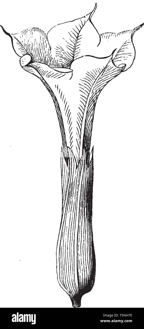 Long and shallow Stock Vector Images - Alamy