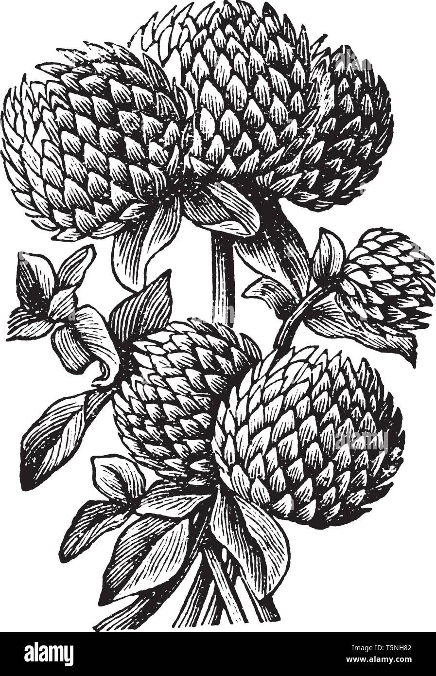 Clovers are generally short-lived herbs and feature alternate compound ...