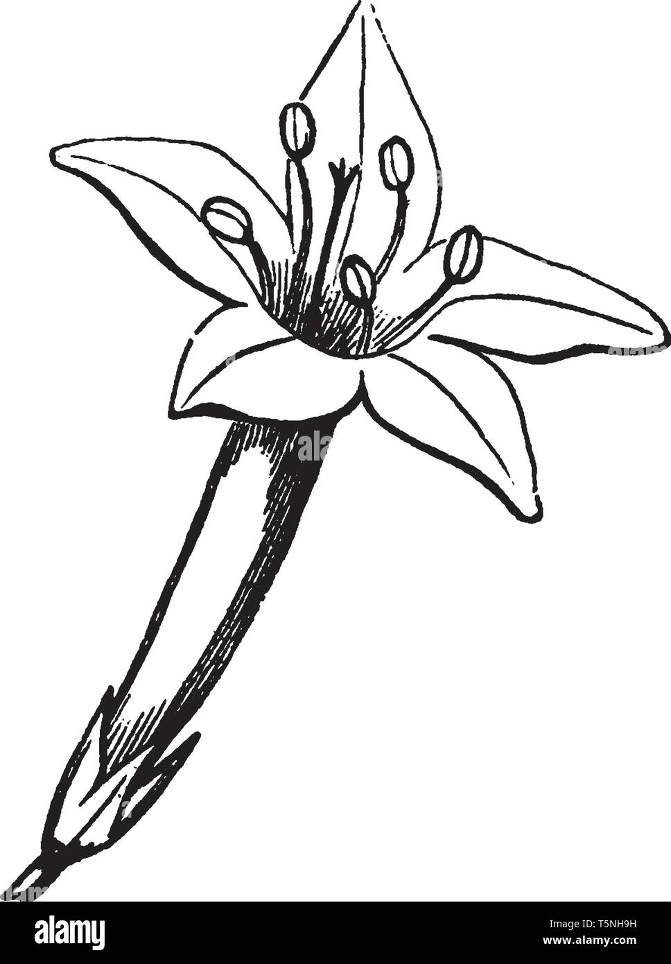 Long stigma flower Stock Vector Images - Alamy