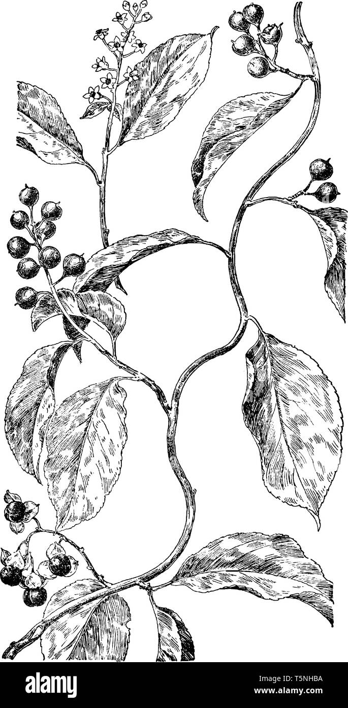 Picture shows the Climbing Bittersweet Waxwork Plant. They are having ...