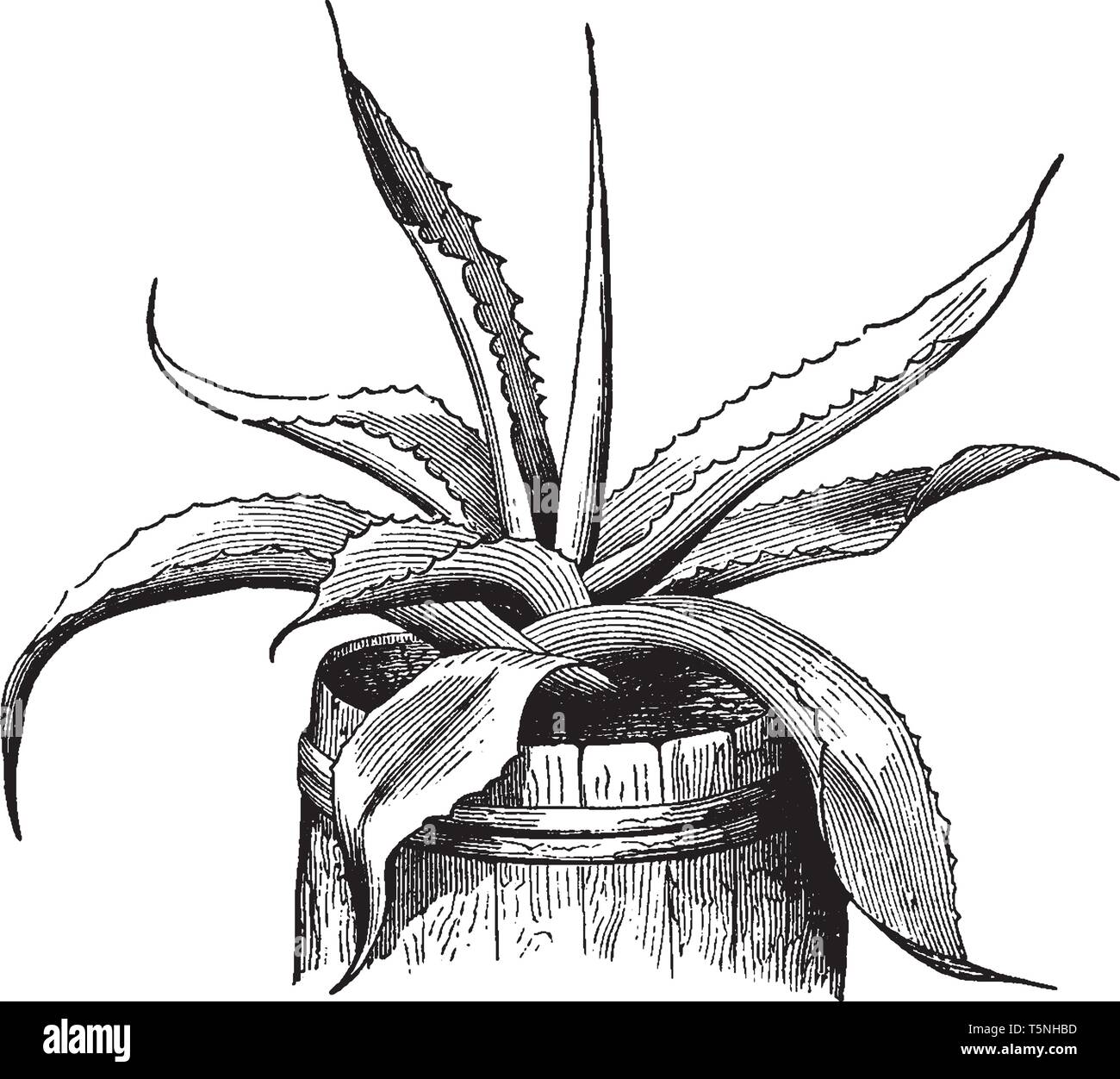 Century-plant is known as Agave but it typically only lives between 10 ...