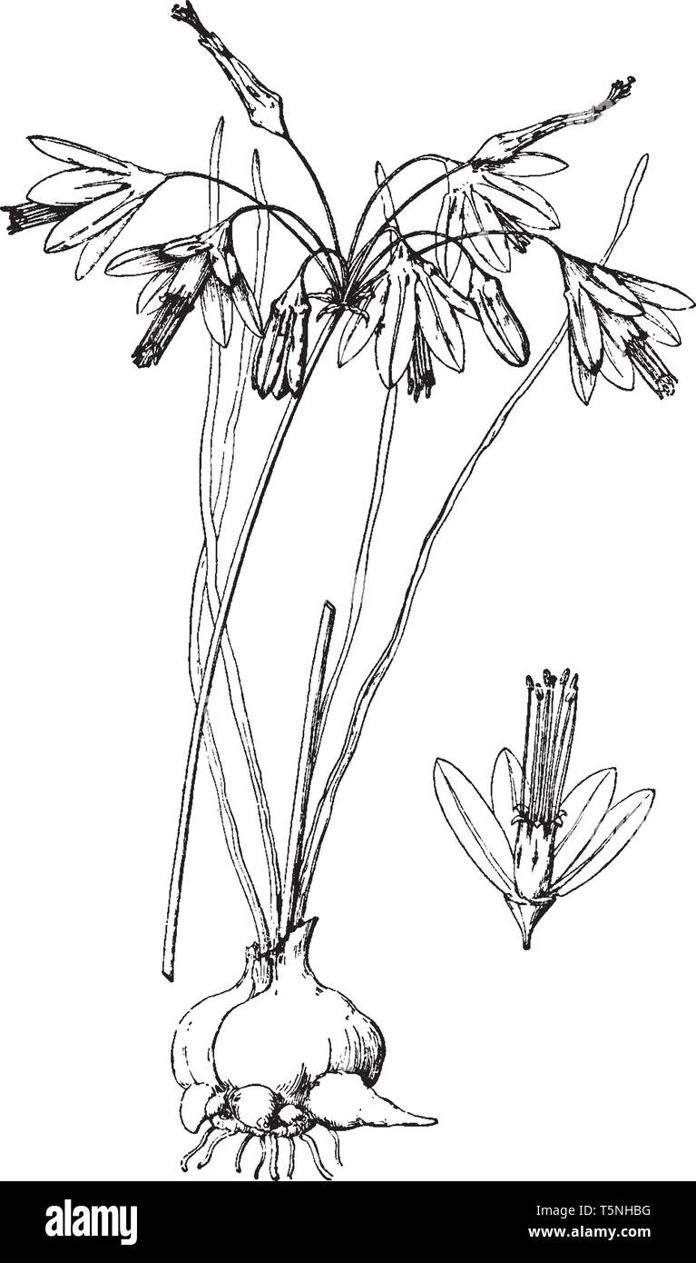 Coral bell plant Stock Vector Images - Alamy