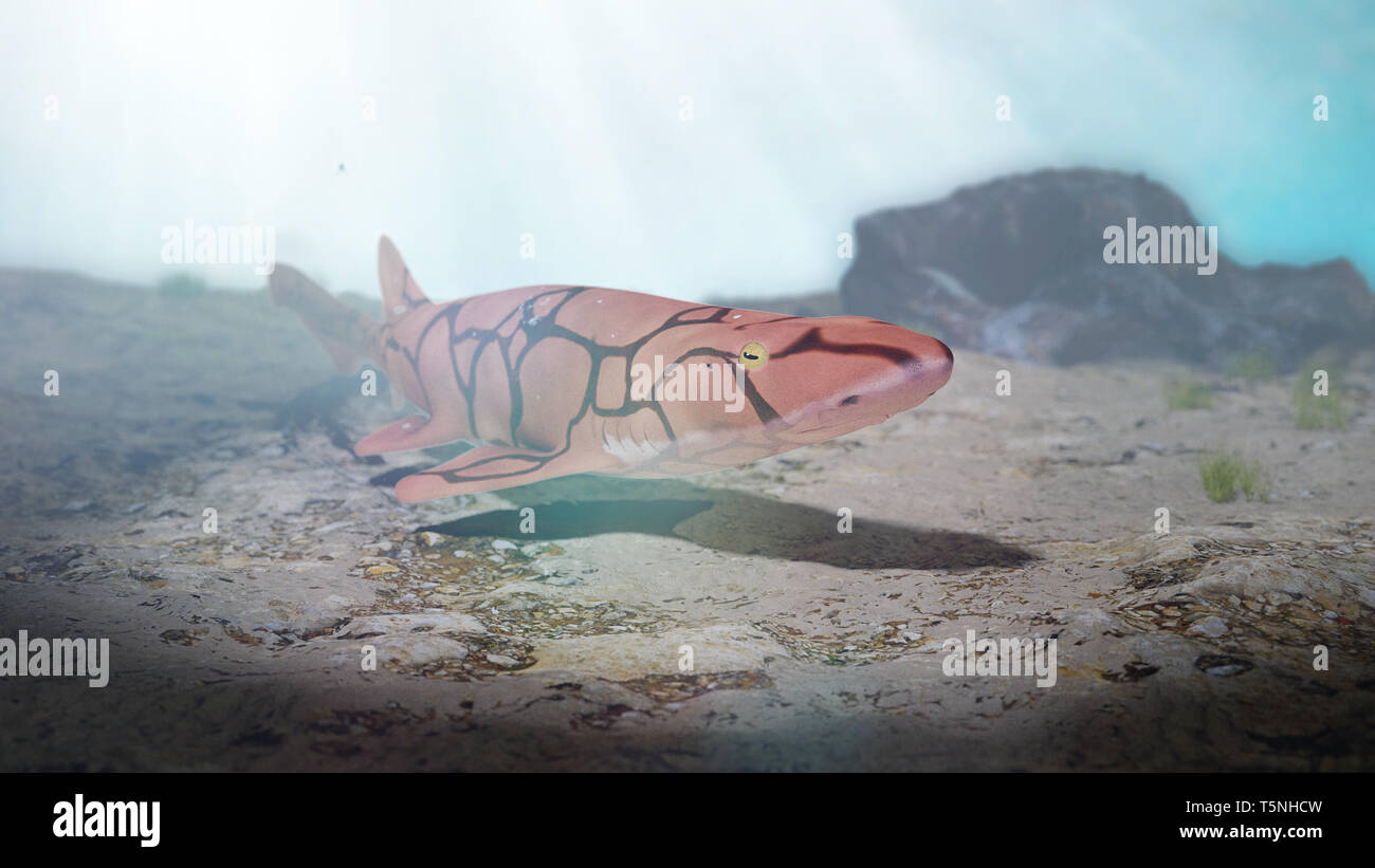 Chain catshark chain dogfish hi-res stock photography and images - Alamy