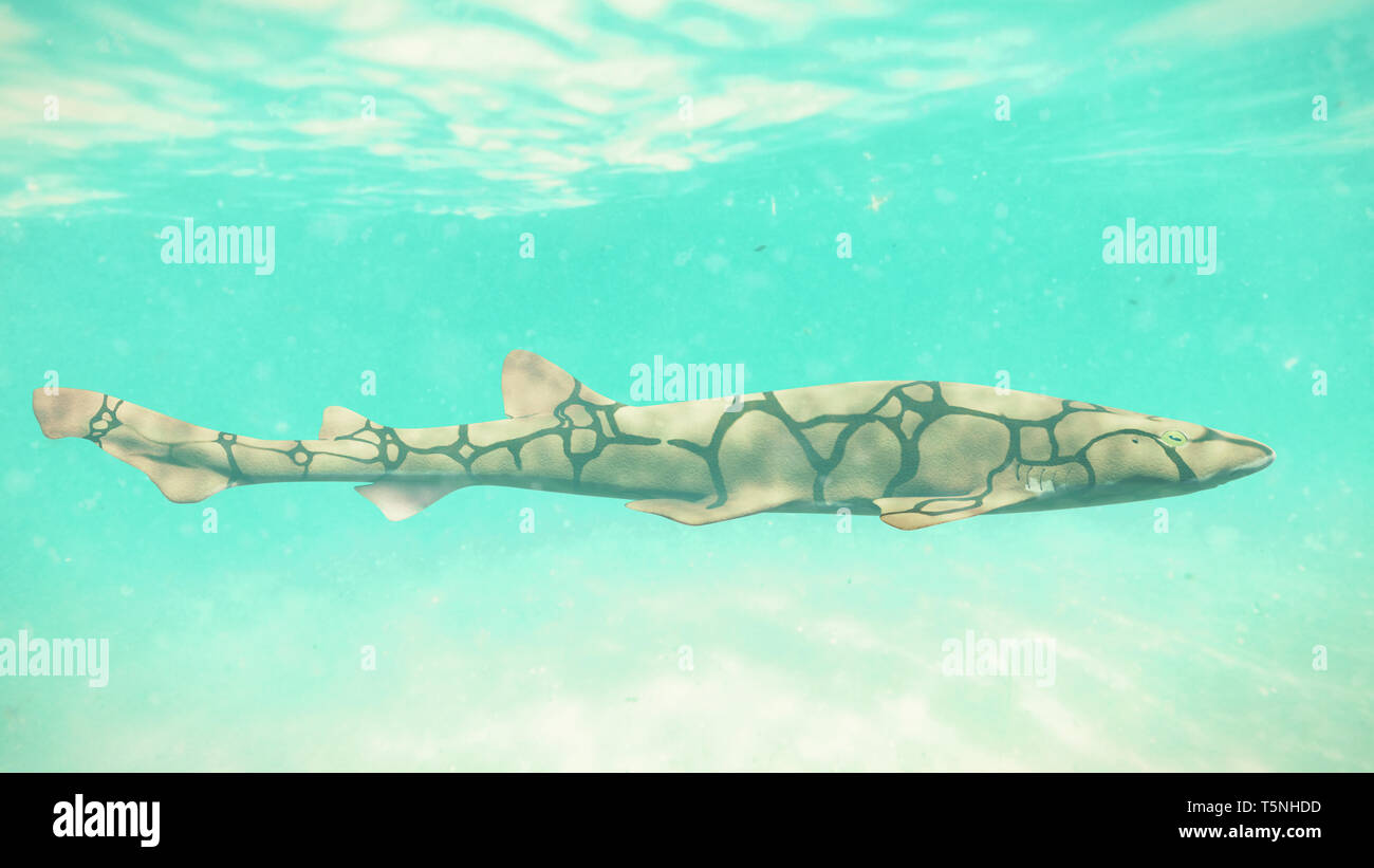 Chain catshark chain dogfish hi-res stock photography and images - Alamy