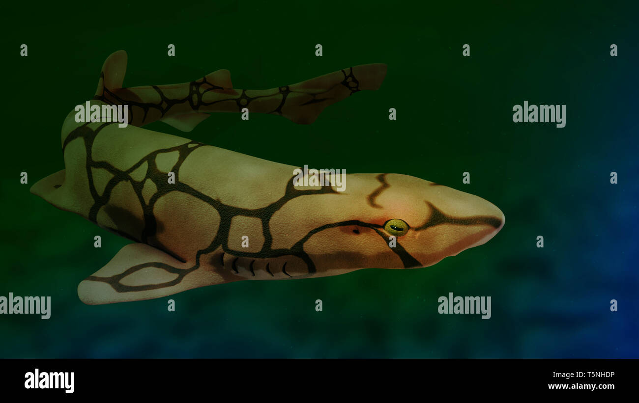 Chain catshark chain dogfish hi-res stock photography and images - Alamy