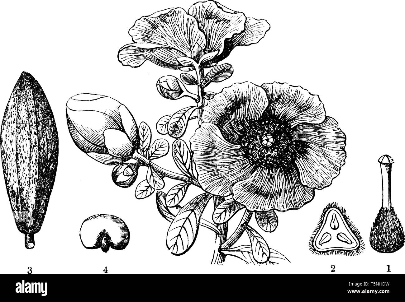 Parts Of A Plant Black And White Parts Of A Plant Drawing / Parts Of