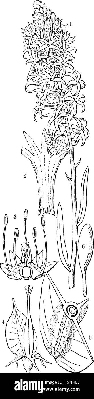 A picture shows the Stackhousia Plant and its part. Leaves are Narrow ...
