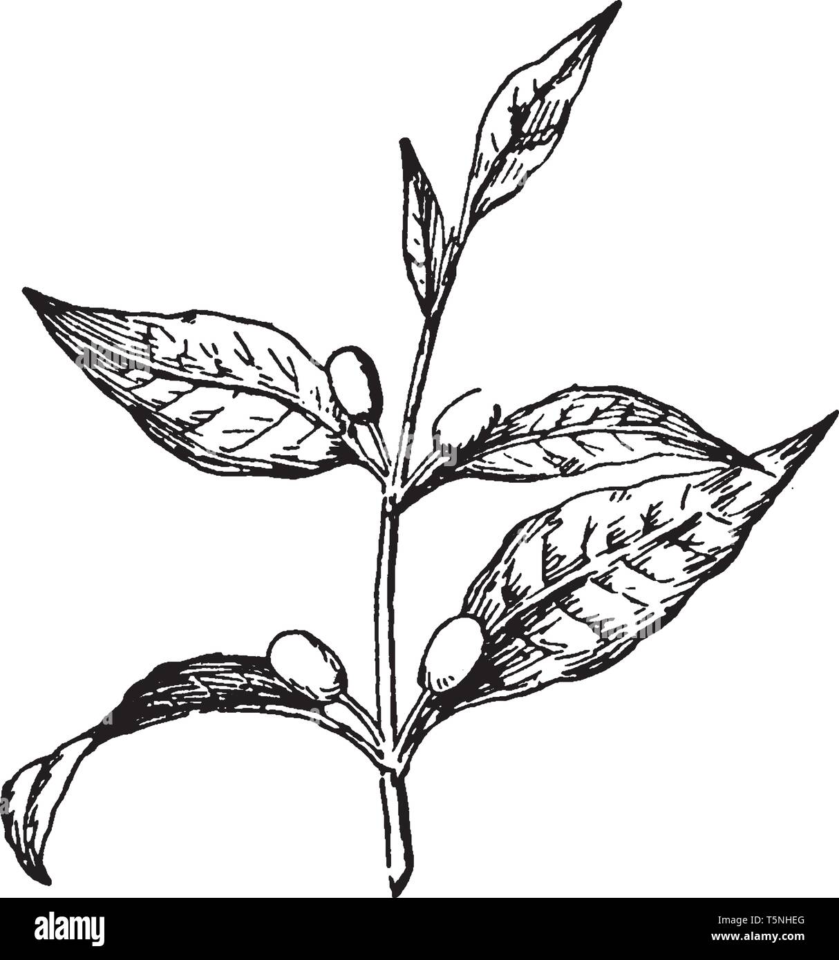 Canephora Stock Vector Images - Alamy