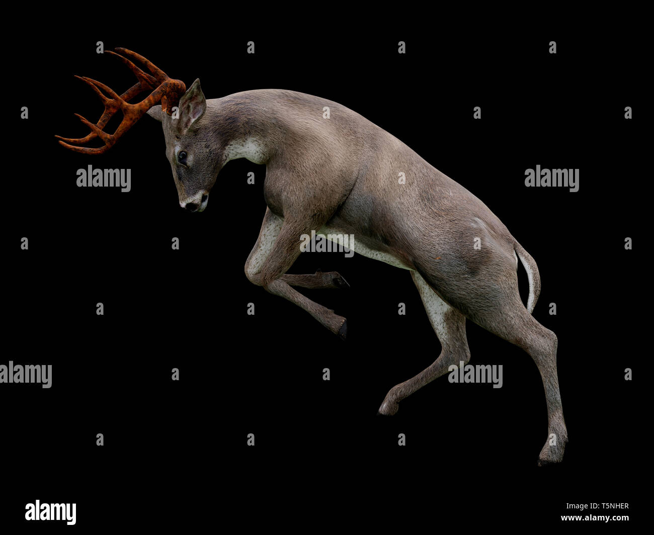 white tailed deer attack, isolated on black background Stock Photo - Alamy