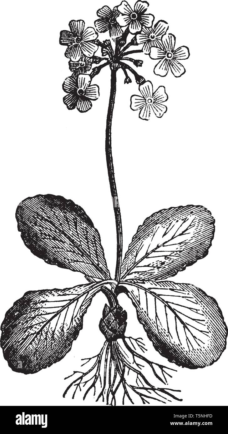 Auricula illustration Stock Vector Images - Alamy