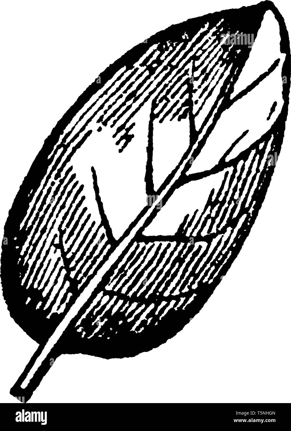 This is ovate leaf. An ovate leaf is described as being broadest below ...