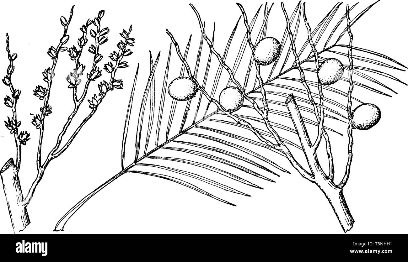 Palm tree line drawing hi-res stock photography and images - Alamy