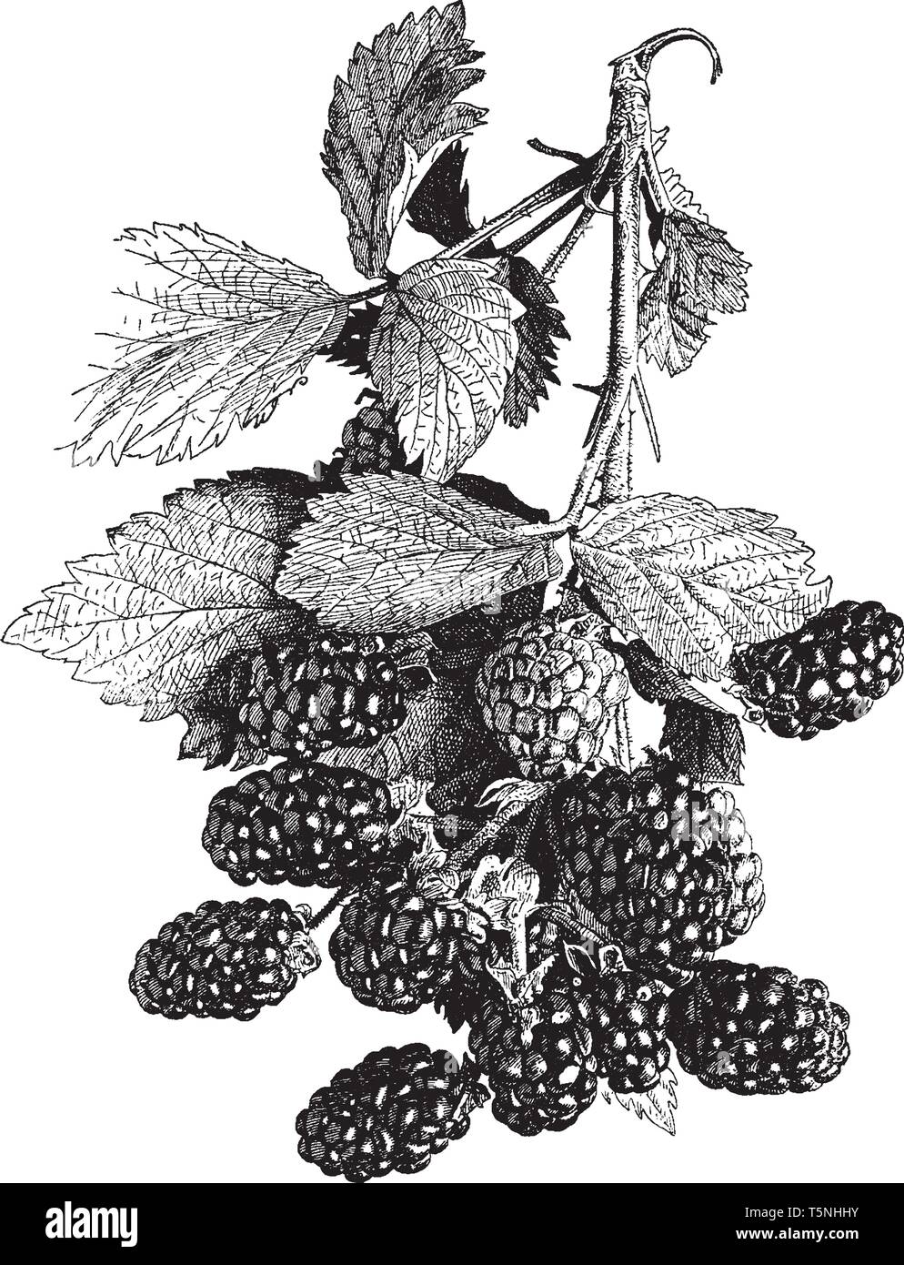 This is an image of Garden Blackberry. Its fruits are glossy, large ...