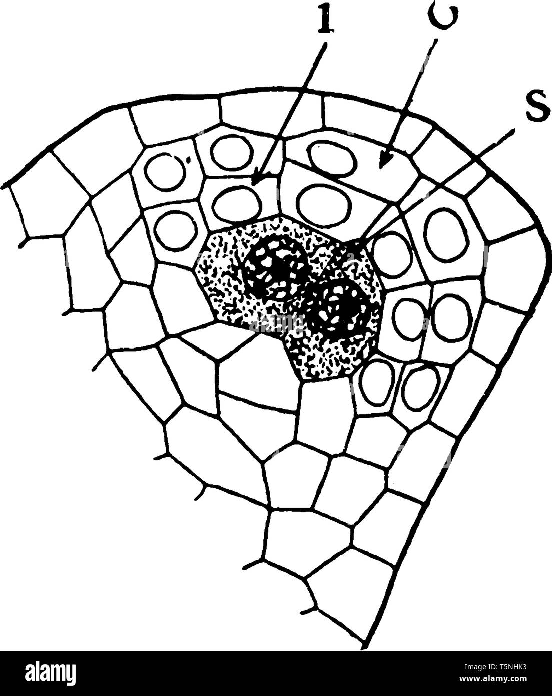 The first of cell is small and outside is large. The cells are uniform ...