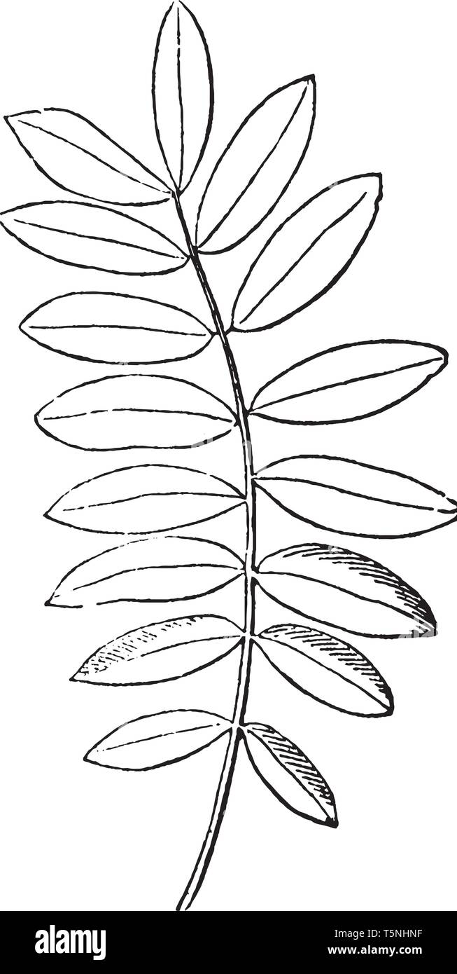 In this picture there are his leaves with the edges of the footstalk ...