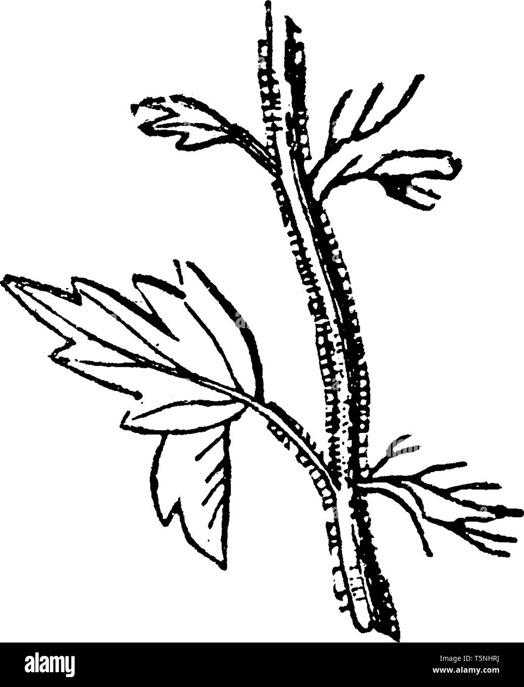 This is an image of Creeping Stem. They produce new plants along the ...