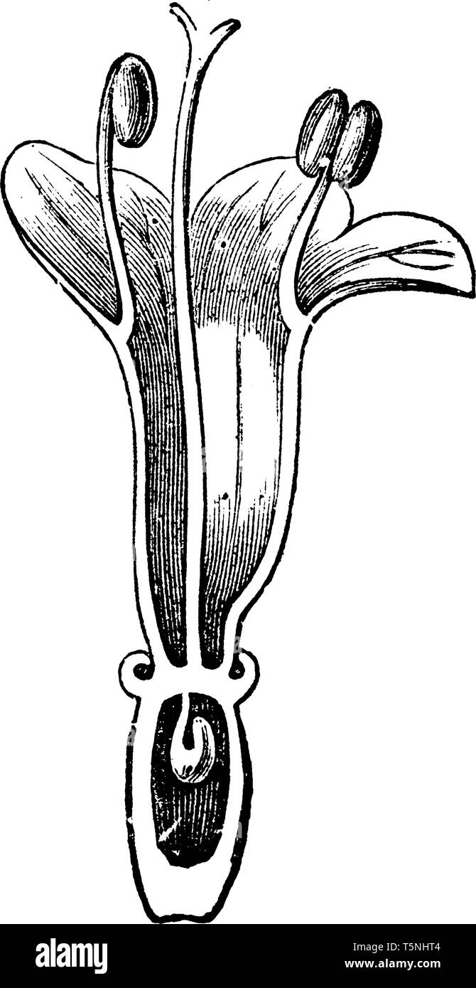 This is a Picture of Valerian Flower. Valerian is perianal flower plant ...